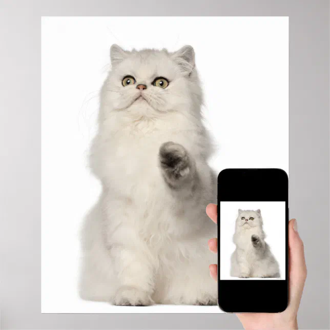 Persian cat sitting poster | Zazzle