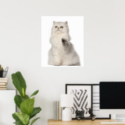 Persian cat sitting poster | Zazzle