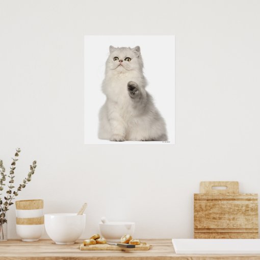 Persian cat sitting poster | Zazzle