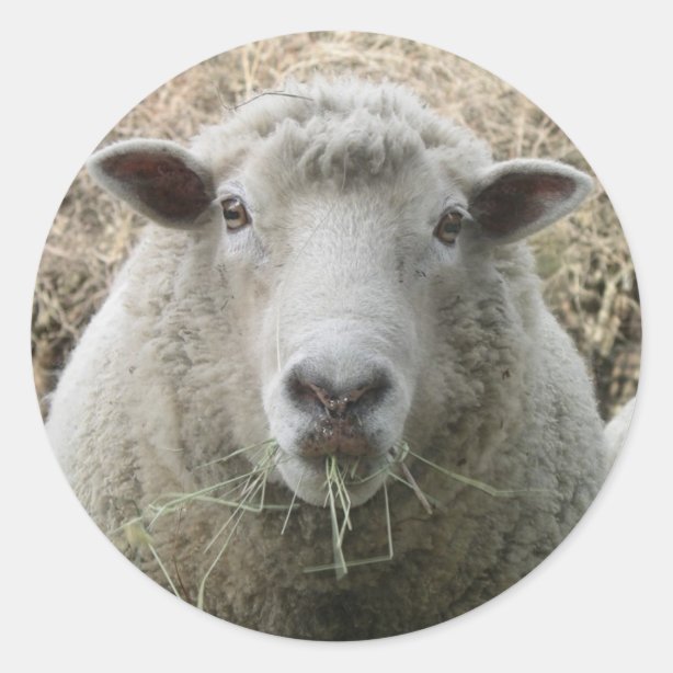 Sheep Stickers & Labels | Zazzle UK