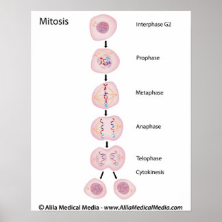 Mitosis Posters & Prints | Zazzle.co.uk