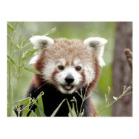 Red Panda Gifts & Gift Ideas | Zazzle UK