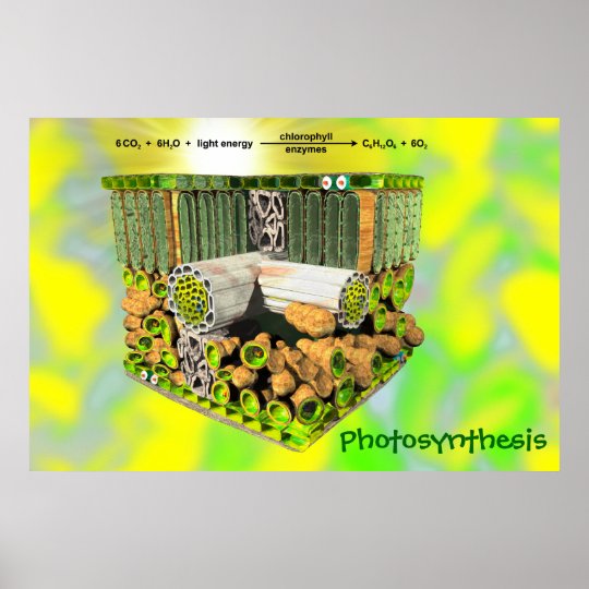 Photosynthesis Poster | Zazzle.co.uk