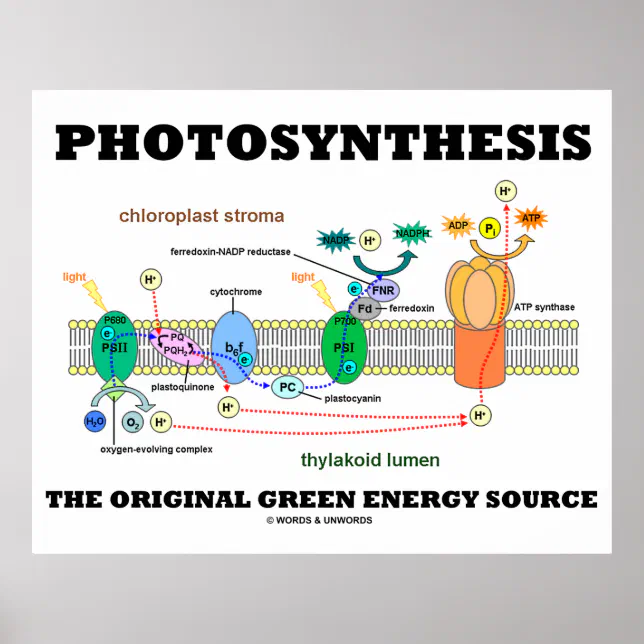 Photosynthesis The Original Green Energy Source Poster | Zazzle