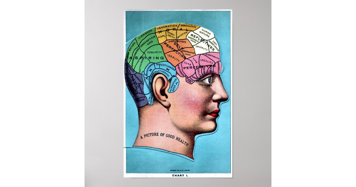 Phrenology Poster | Zazzle