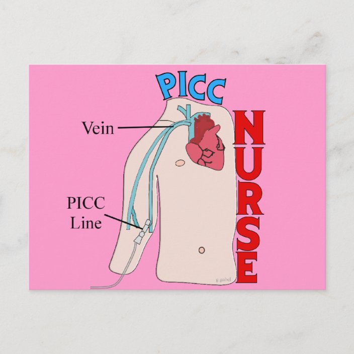 PICC Line Nurse Anatomical Design Gifts Postcard | Zazzle.co.uk