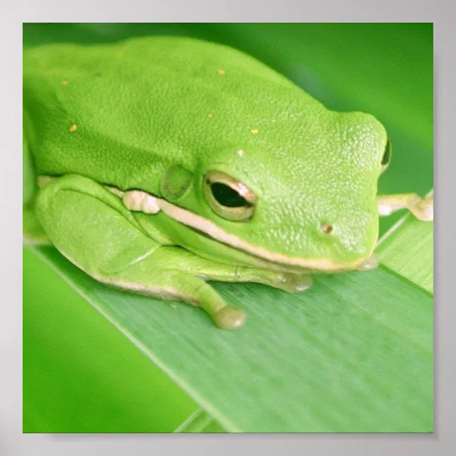 Picture of a Tree Frog Poster | Zazzle