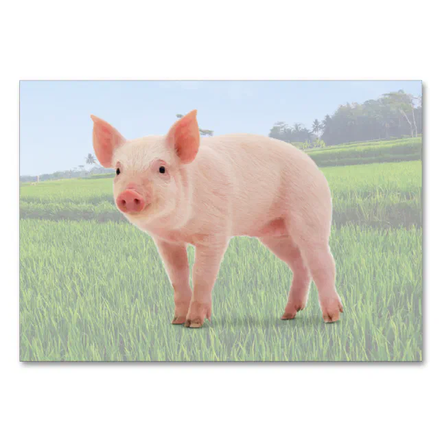 Pig ABA Tact Labelling Flashcard | Picture Card | Zazzle