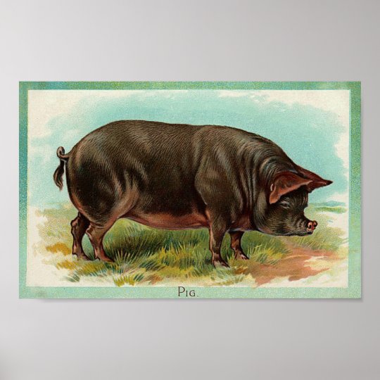 Pig Poster - Vintage Art | Zazzle.co.uk