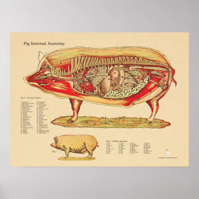 Internal Anatomy Of Pig