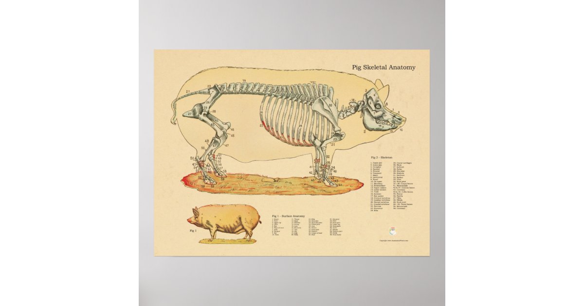 Pig Veterinary Skeletal Anatomy Chart | Zazzle