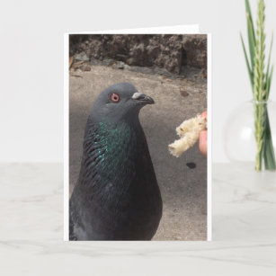 Pigeon Cards | Zazzle UK