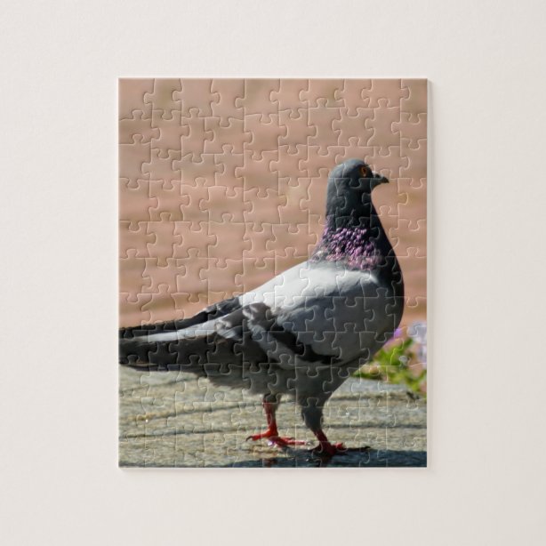 Pigeon Jigsaw Puzzles | Zazzle.co.uk