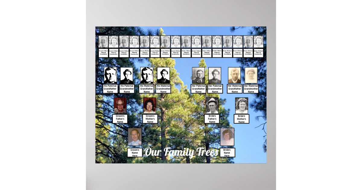 Pine Tree Forest Photo Two Family Trees Poster | Zazzle