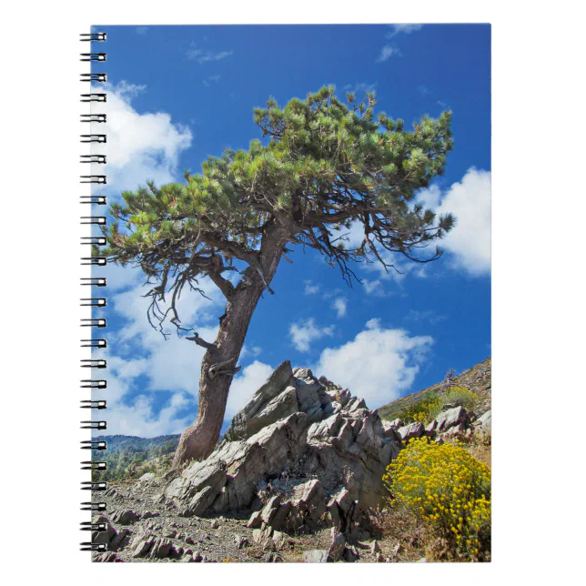 Pine Tree Spiral Notebook | Zazzle
