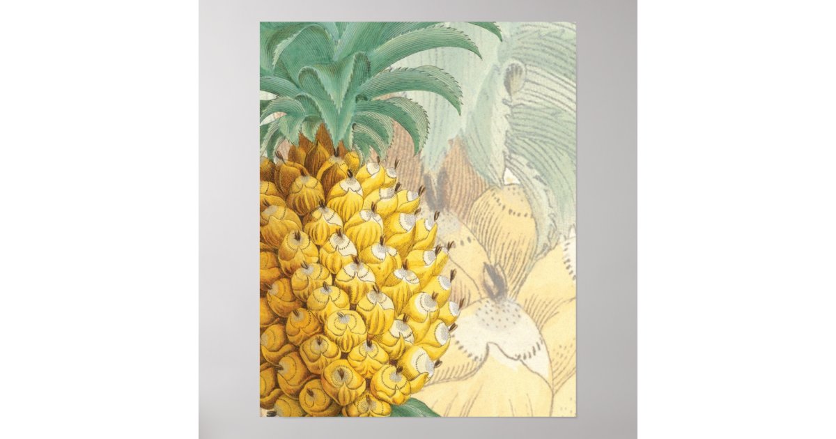 Pineapple with enlargement poster | Zazzle