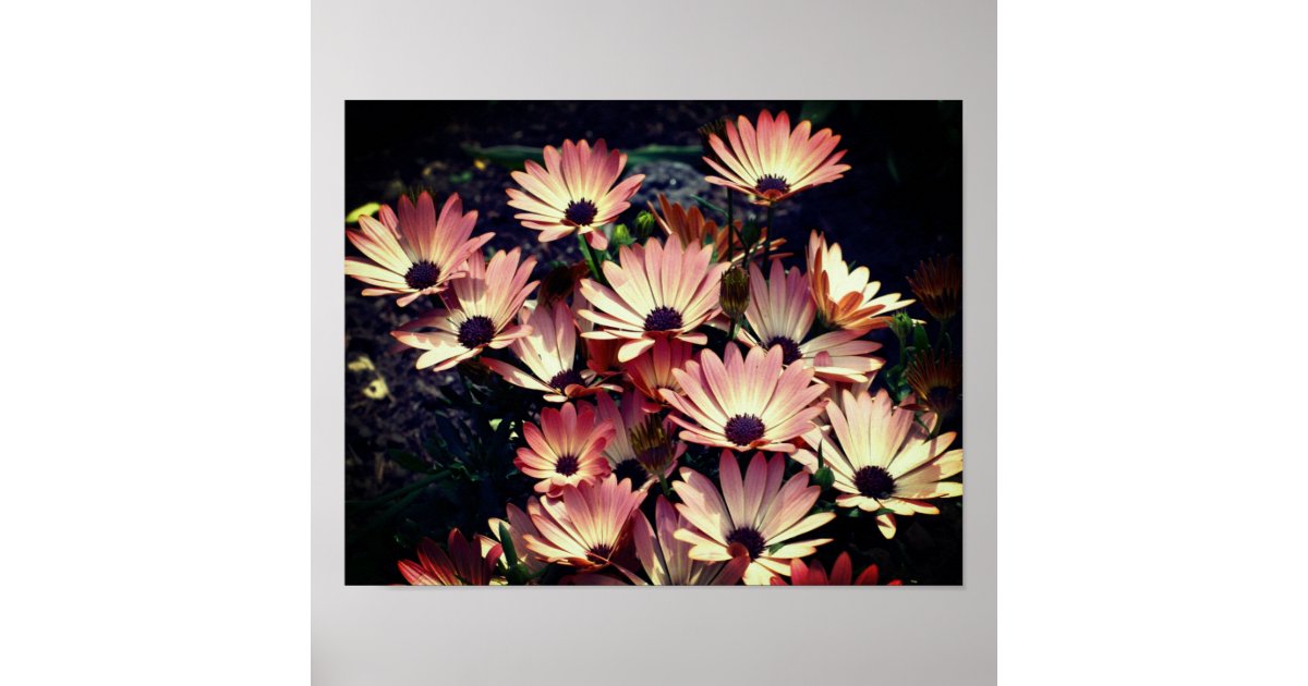 Pink African Daisy Flowers Poster | Zazzle