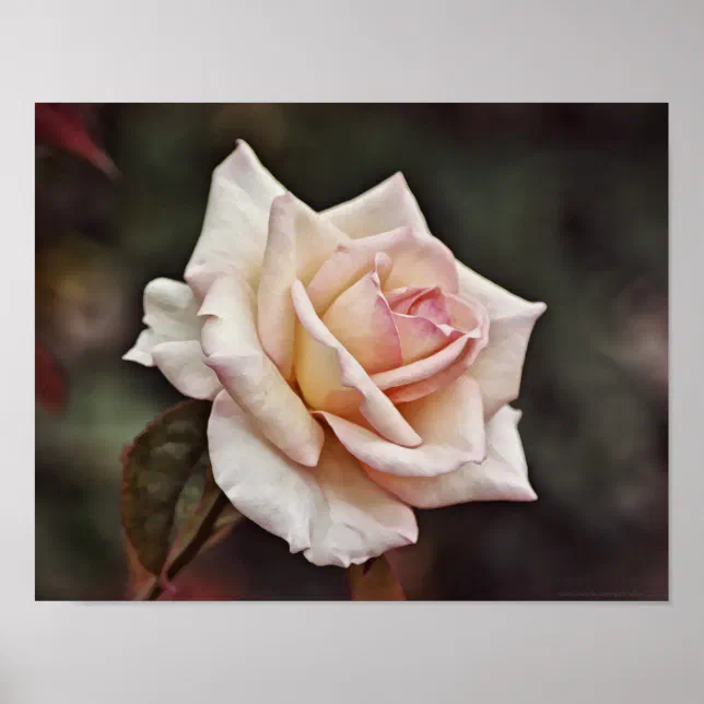 Pink Blush Rose Flower Art Poster | Zazzle