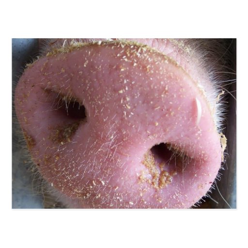 Pink Pig nose close up photograph | Zazzle