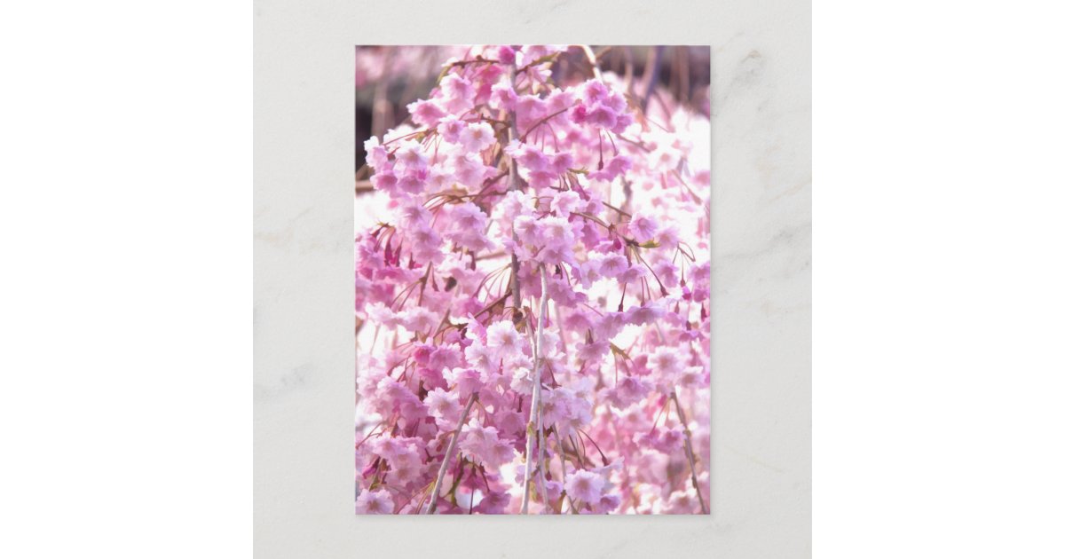 Pink Weeping Willow Tree Postcard | Zazzle