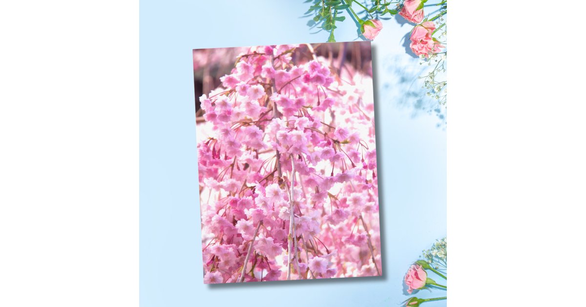 Pink Weeping Willow Tree Postcard | Zazzle