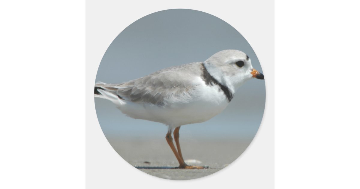 Piping Plover Classic Round Sticker | Zazzle