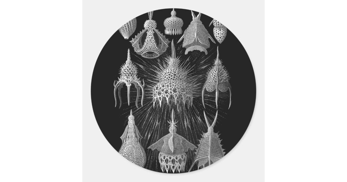 Plankton Shells in Black and White (Cyrtoidea) Classic Round Sticker ...
