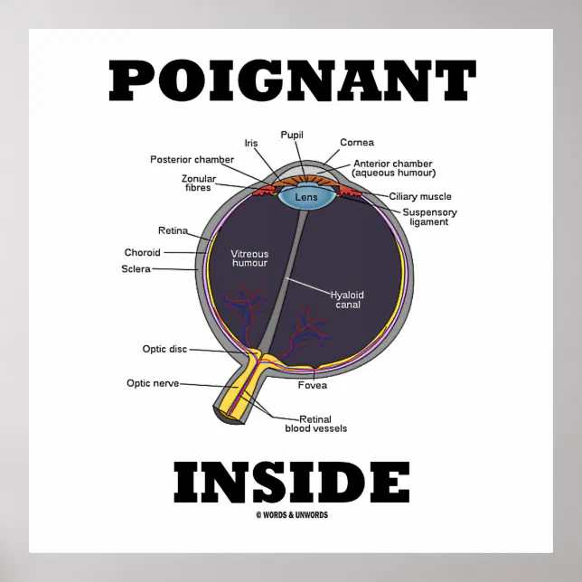 Poignant Eye (I) Inside (Anatomical Eyeball) Poster | Zazzle