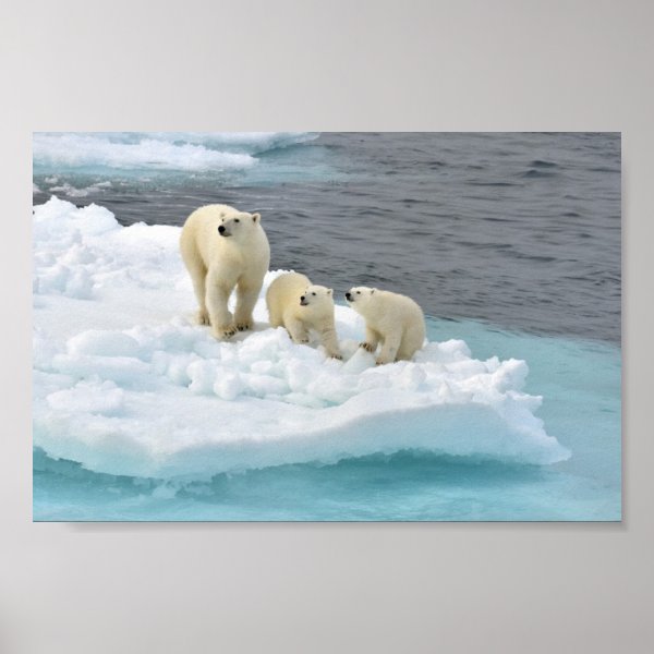 Polar Bear Posters & Prints | Zazzle UK