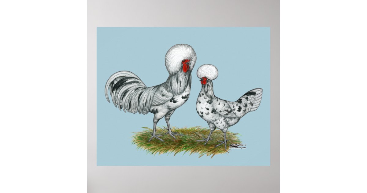 Polish Splash Chickens Poster | Zazzle