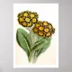 "Polyanthus" Vintage Flower Illustration Poster | Zazzle