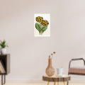 "Polyanthus" Vintage Flower Illustration Poster | Zazzle
