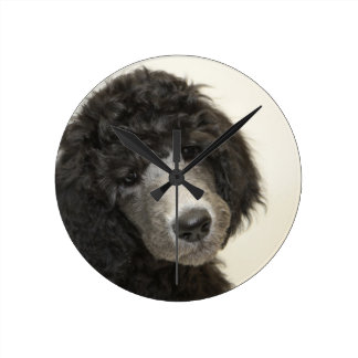 Poodle Wall Clocks | Zazzle.co.uk