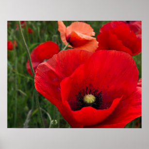 Beautiful Poppies Posters & Prints | Zazzle UK