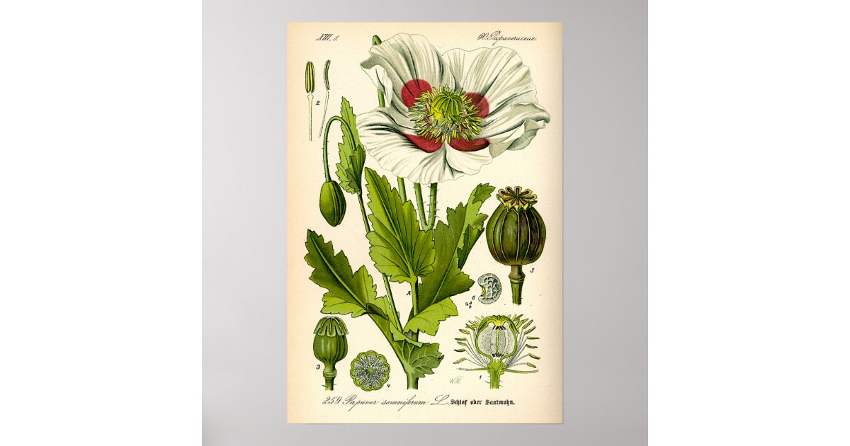 Poppy Botanical Illustration Poster | Zazzle