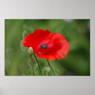 Poppy Remembrance Day Posters & Prints | Zazzle UK