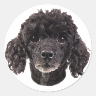 Poodle Stickers & Labels | Zazzle UK