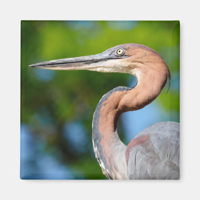 Portrait of Goliath heron seen from profile Magnet | Zazzle