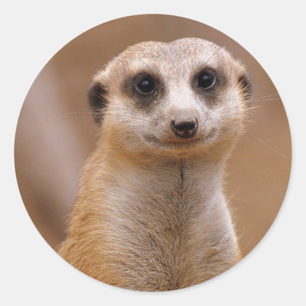 Meerkat Stickers & Labels | Zazzle UK