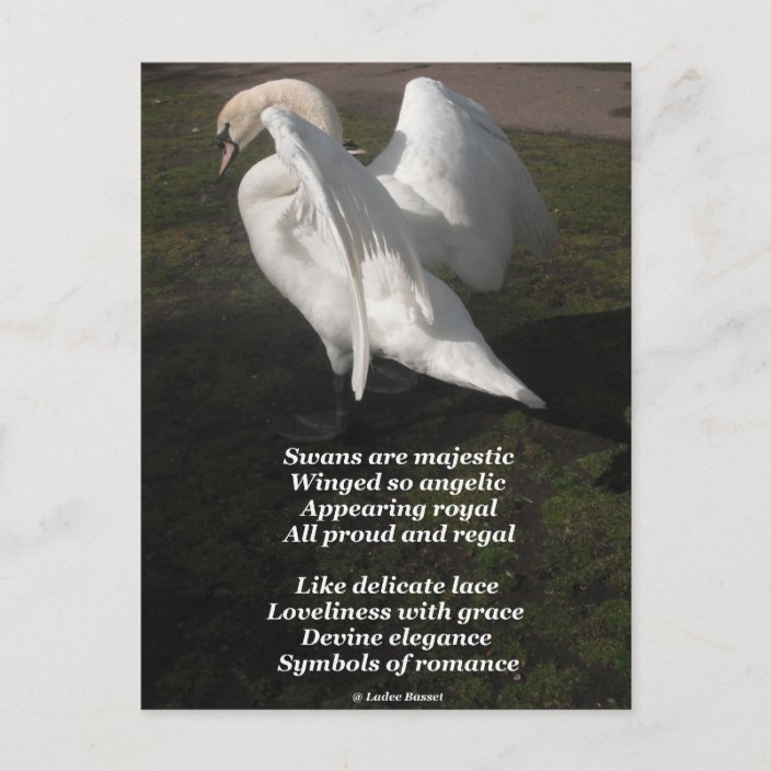 Postcard Poem Swans Are Majestic By Ladee Basset | Zazzle.co.uk