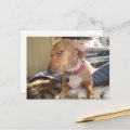 Postcard Side Eye Dog Meme | Zazzle