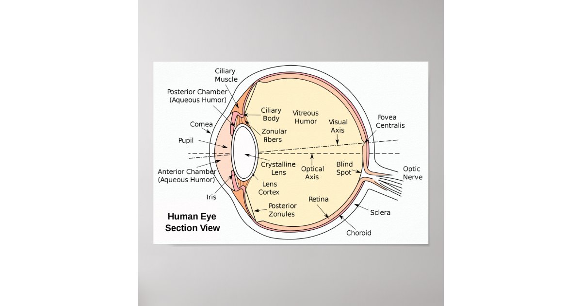 Poster Human Eye Ball Anatomical Diagram | Zazzle