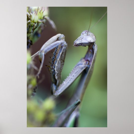 Praying Mantis Poster | Zazzle.co.uk