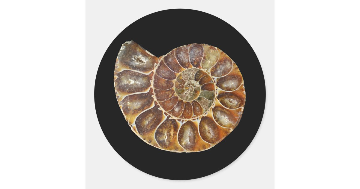 prehistoric fossil snail shell black animal nature classic round ...
