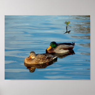 Wild Duck Posters & Prints | Zazzle UK