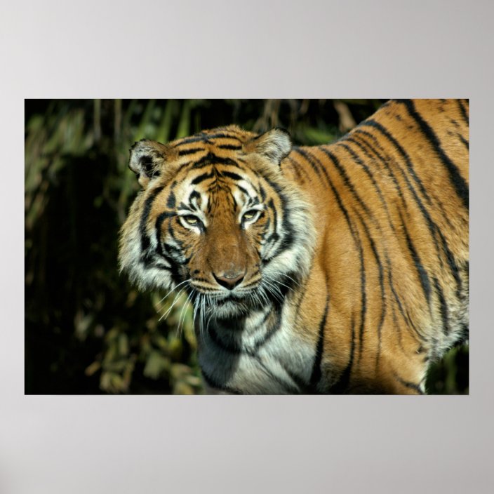 Print: Malayan Tiger Poster | Zazzle.co.uk