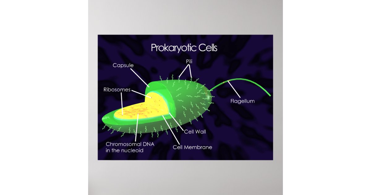 Prokaryotic Cells Diagram Poster | Zazzle