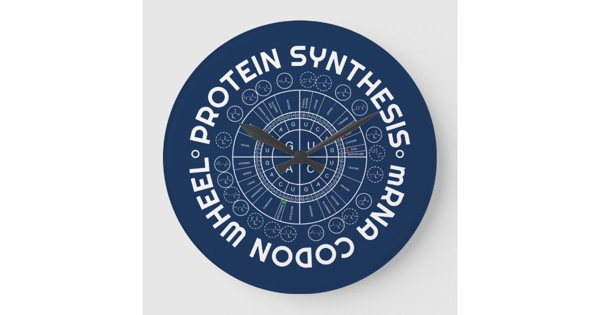 PROTEIN SYNTHESIS - mRNA to AMINO ACID CODON WHEEL Large Clock | Zazzle