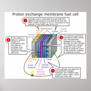 Cell Membrane Posters & Prints | Zazzle UK