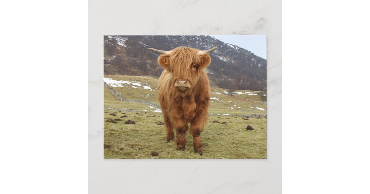 Proud to be Scottish! Postcard | Zazzle